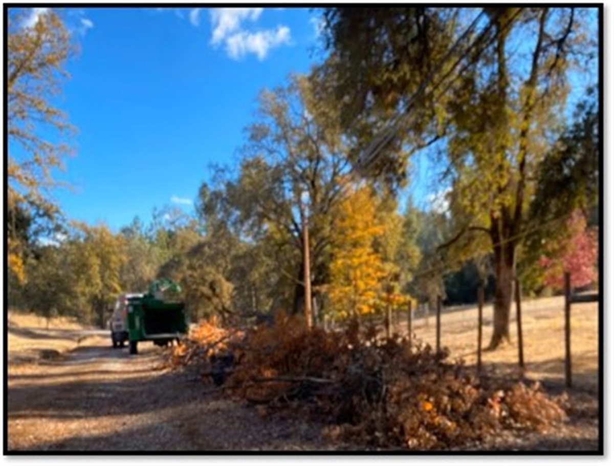 Oak Tree Removal Information - El Dorado County